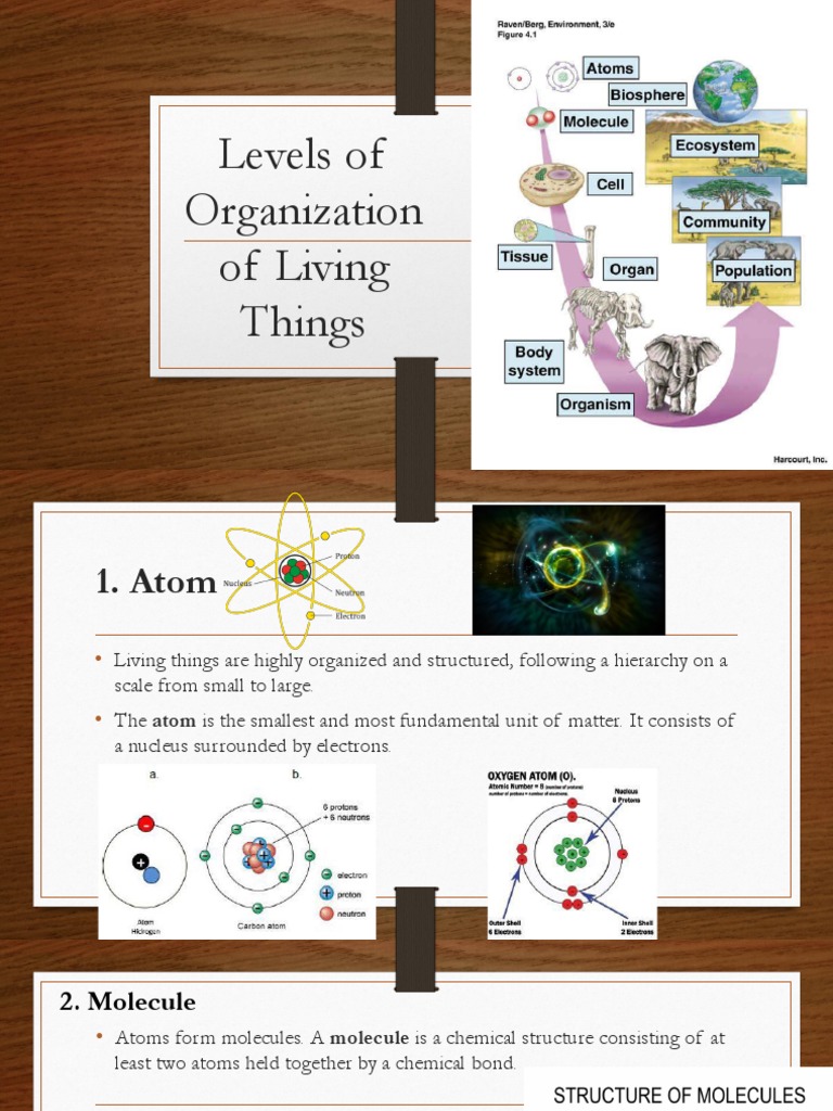 4 - Levels of Organization of Living Things | PDF | Cell (Biology ...