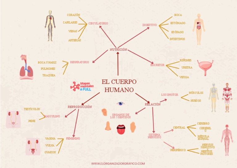 Descarga Word de MAPA MENTAL DEL CUERPO HUMANO | PDF | Fisiologia ...