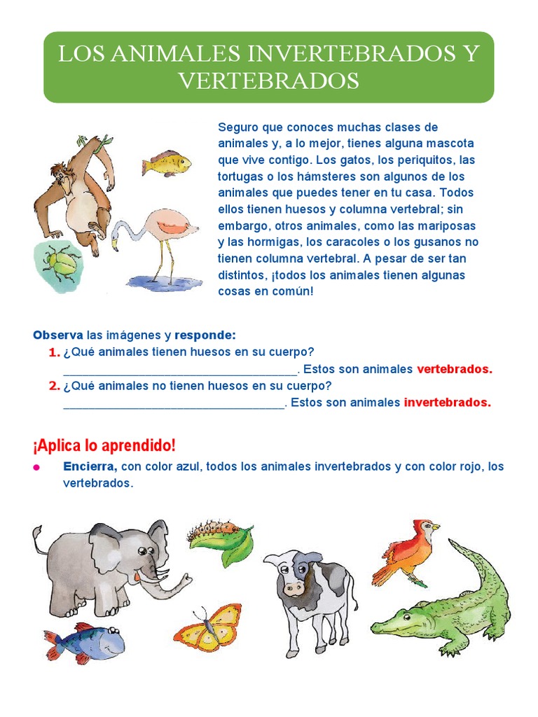 Los Animales Invertebrados y Vertebrados | PDF | Aves | Mamíferos