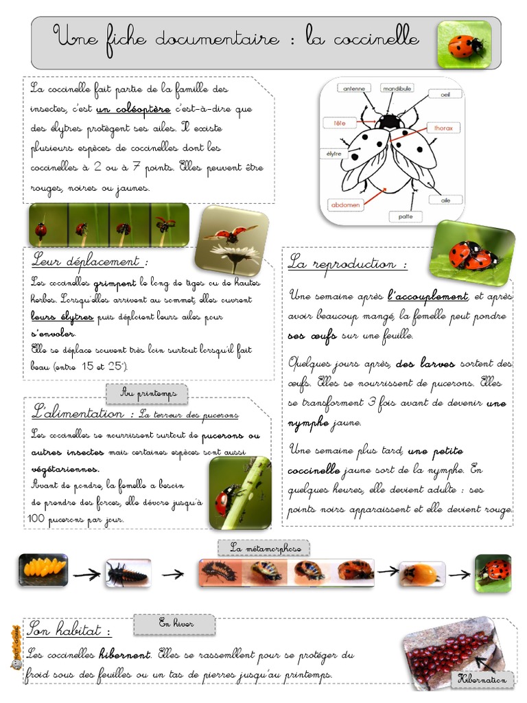 Fiche documentaire sur les coccinelles | PDF | Coccinellidae | Insectes ...