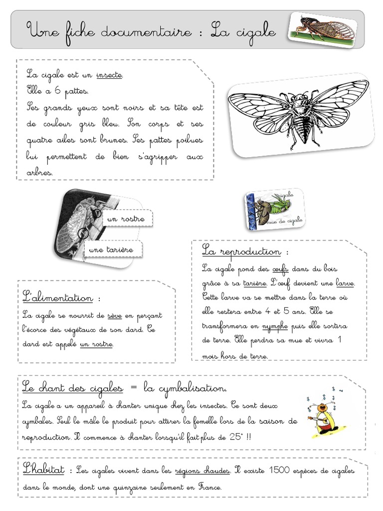 Cigale Texte Et Exercices | PDF | Insectes