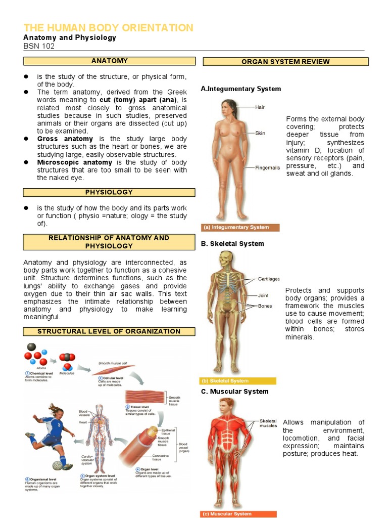 Chapter 1 Anatomy and Physiology | PDF | Human Body | Anatomy