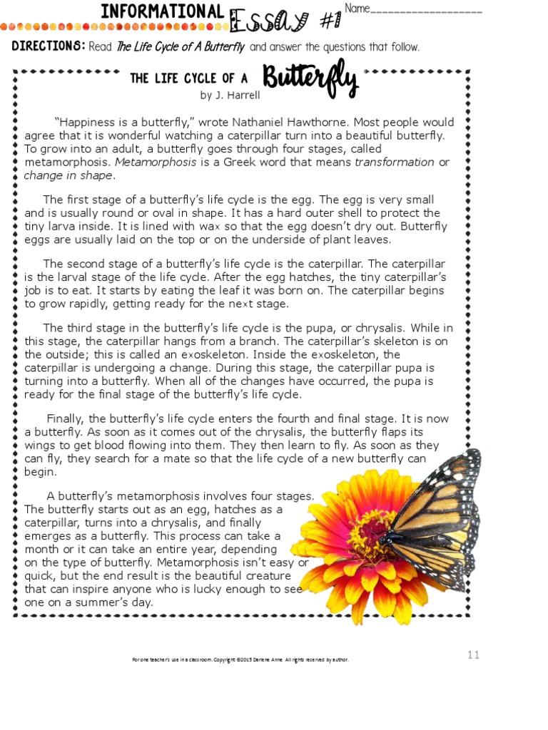 The Life Cycle of The Butterfly | PDF | Butterfly | Pupa