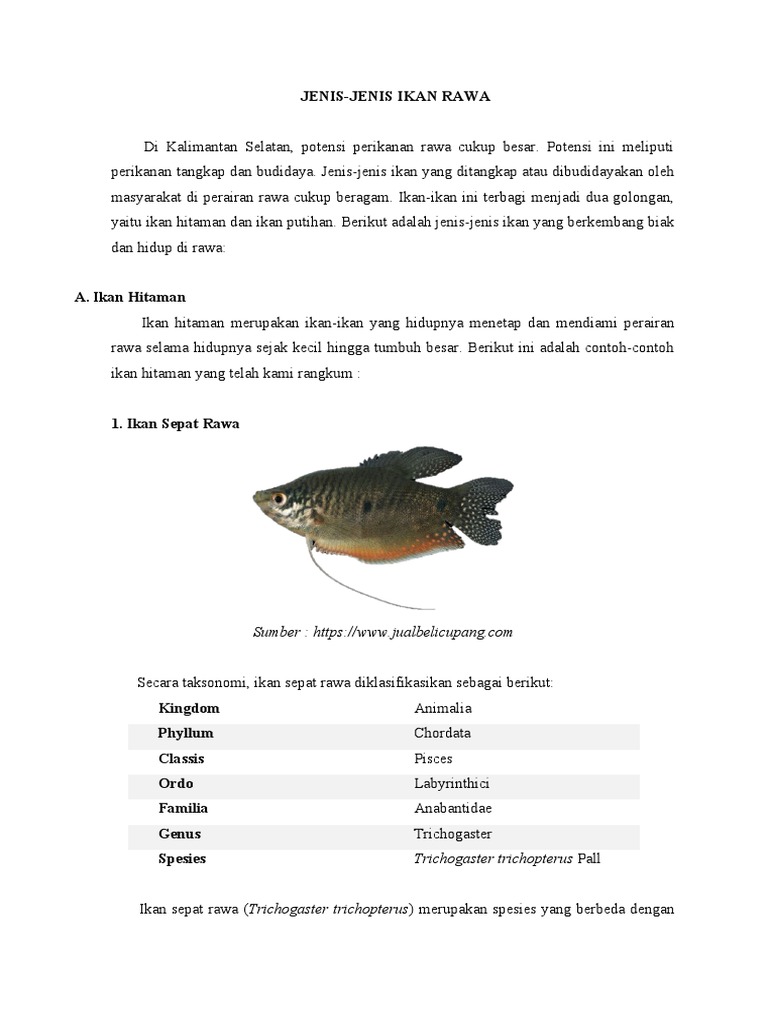 Jenis-Jenis Ikan Rawa Kalsel | PDF | Sains & Matematika