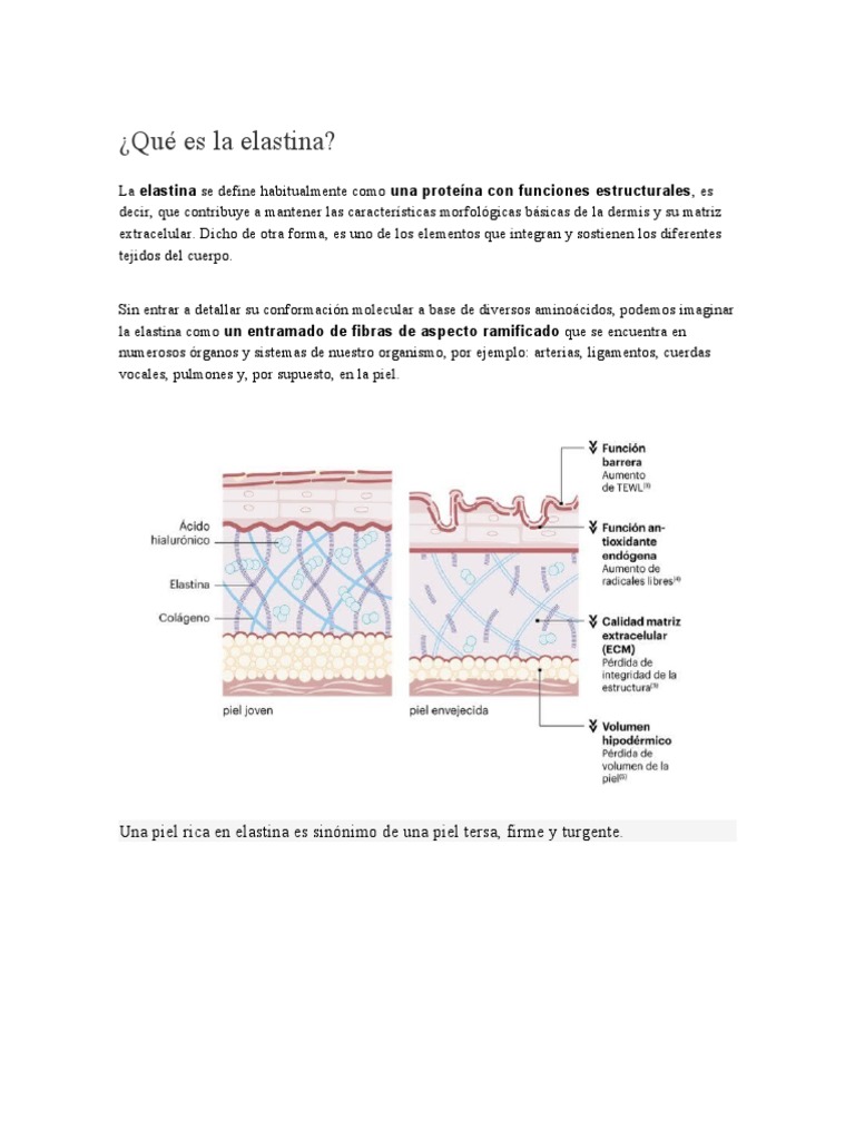 Qué Es La Elastina | PDF | Piel