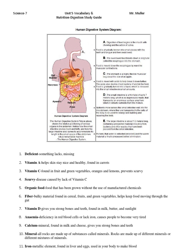 Nutrition & Digestion Vocabulary Guide | PDF | Digestion | Cellular ...