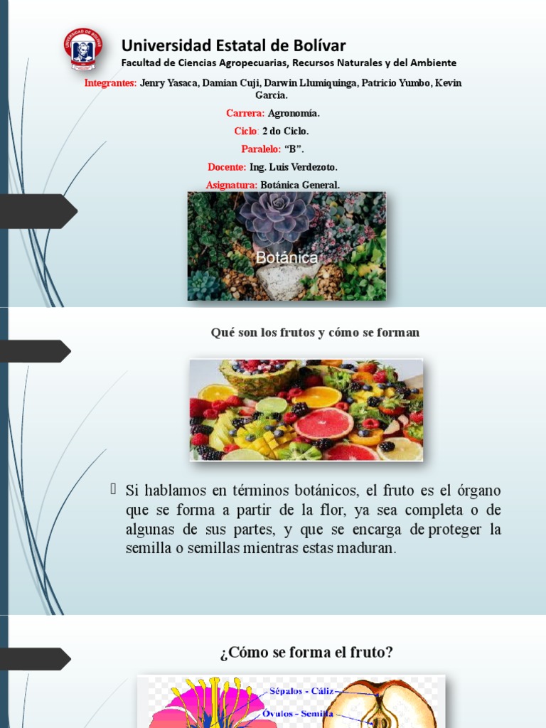 Formación y partes del fruto en botánica | PDF | Fruta | Semilla