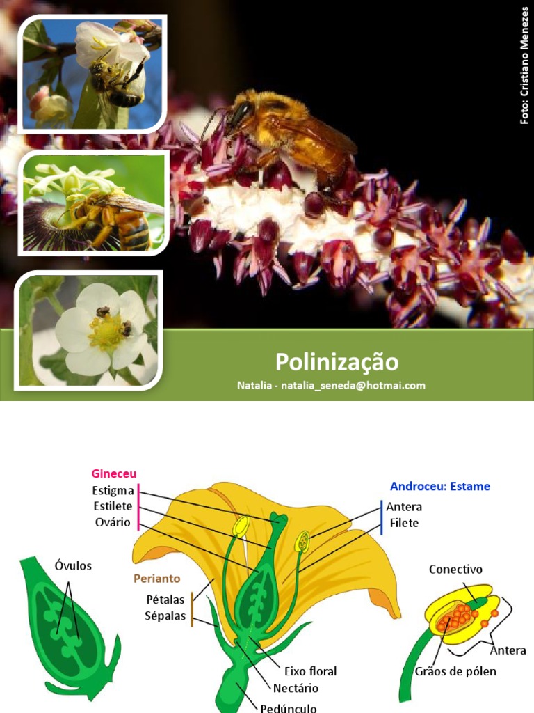 Aula Polinização 1 | PDF | Flores | Polinização