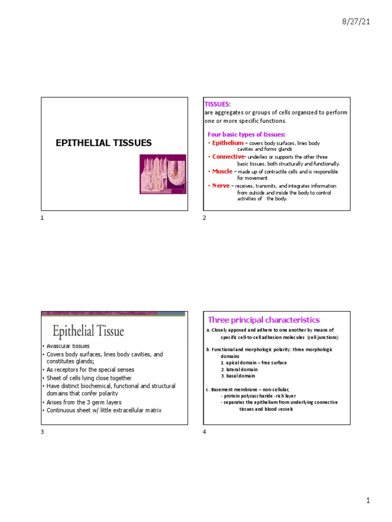 Epithelial Tissue | PDF | Epithelium | Cell Adhesion