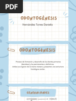 Infografía Estadios de La Formación Dental | PDF | Diente | Anatomía