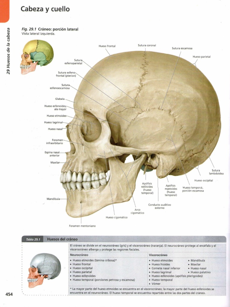Atlas Prometheus-Huesos Cabeza 471-478 | PDF