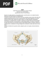 Musculos Del Perine | PDF | Sistema musculoesquelético | Anatomía humana