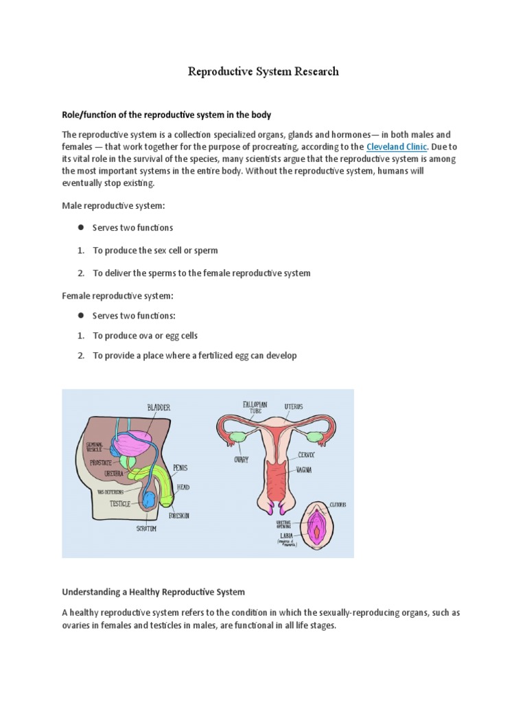 Reproductive System Research | PDF | Menstrual Cycle | Reproductive System