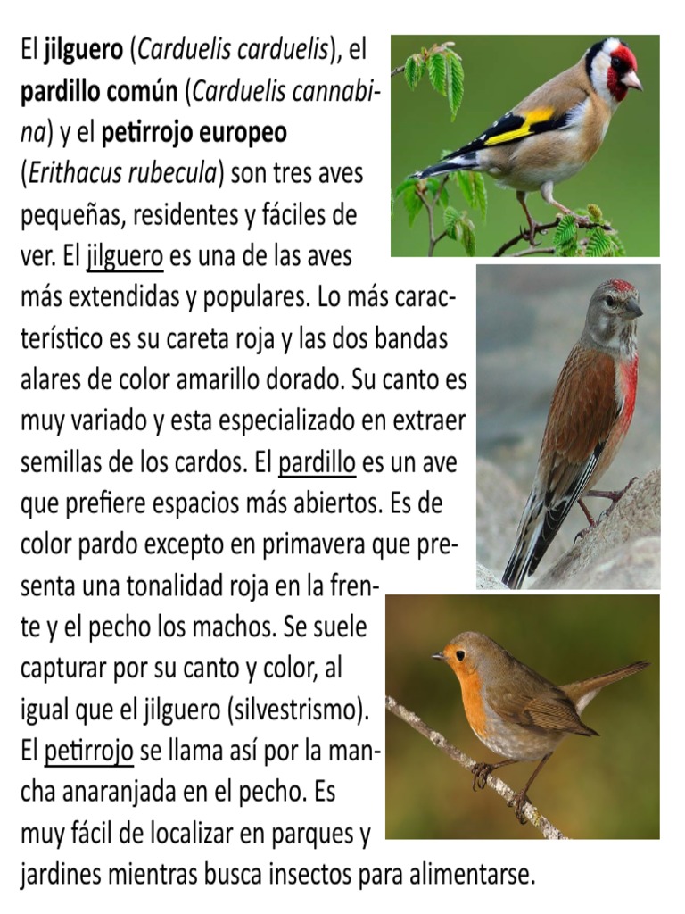 Jilguero Pardillo Común y Petirrojo Europeo | PDF | Hogar, jardinería y bricolaje | Ciencia y ...