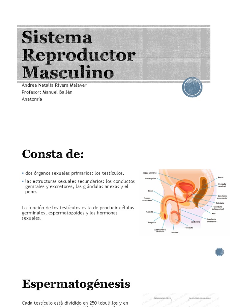Anatomía del Sistema Reproductor Masculino | PDF | Testículo | Sistema ...