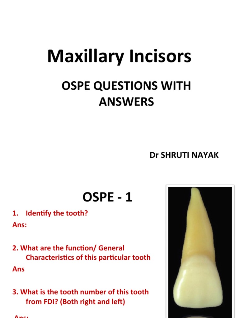OSPE - Maxillary Incisors | PDF | Tooth | Dentistry