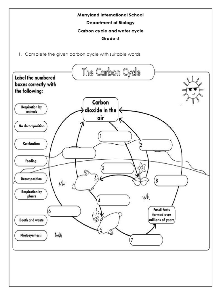 Carbon and Water Cycle Work Sheet | PDF | Carbon Cycle | Carbon
