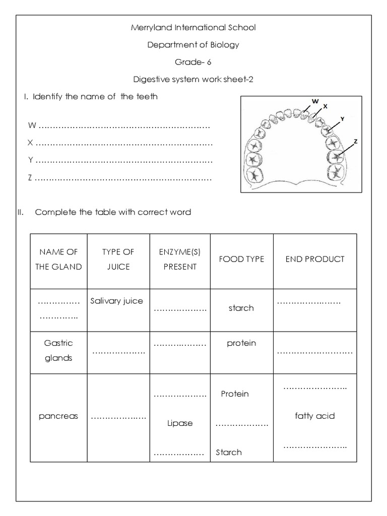 Digestive System Work Sheet-2 | PDF | Small Intestine | Clinical Medicine
