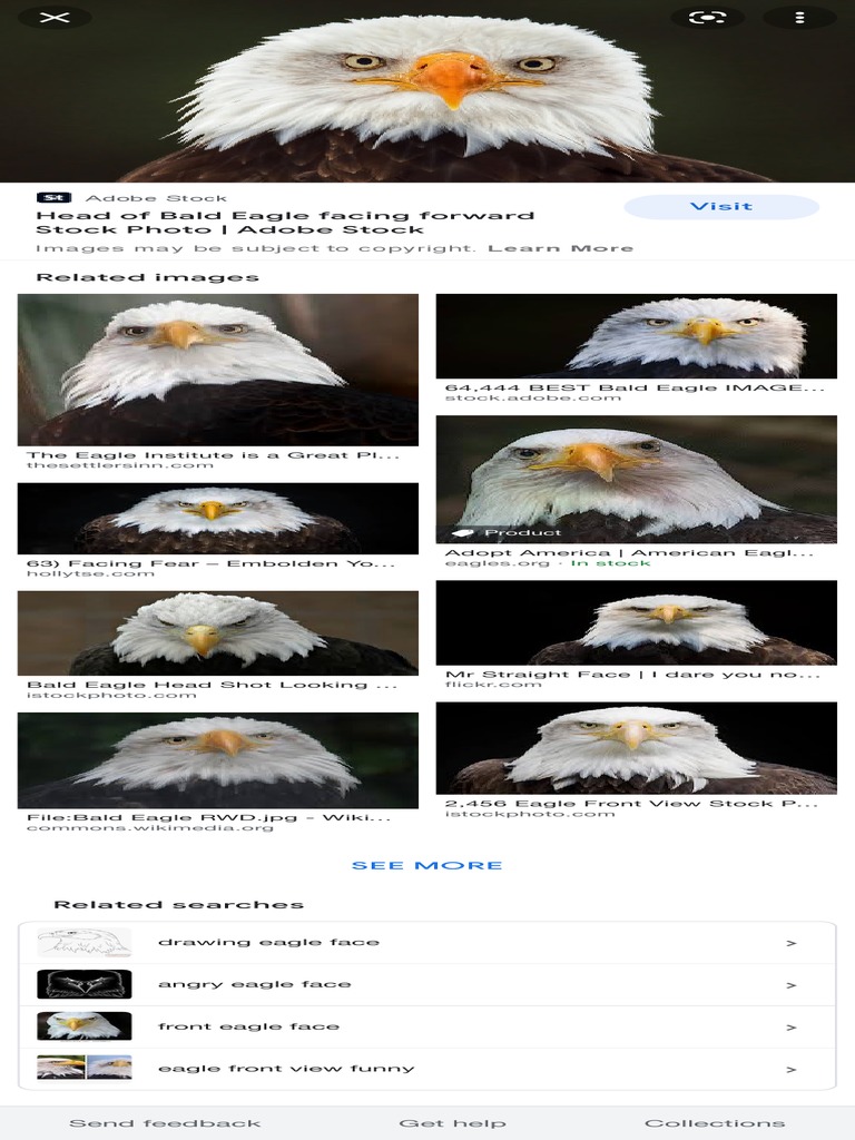 Bald Eagle Face - Google Search | PDF