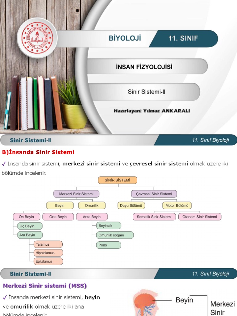 Sinir Sistemi-2 | PDF