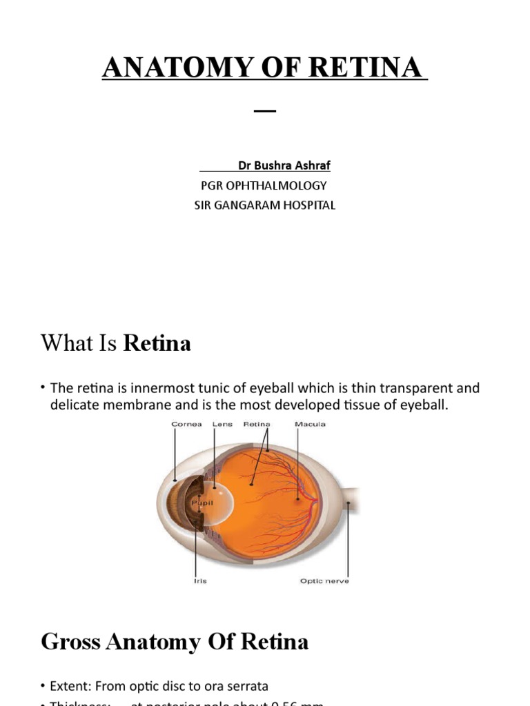 Anatomy of Retina | PDF | Retina | Histology