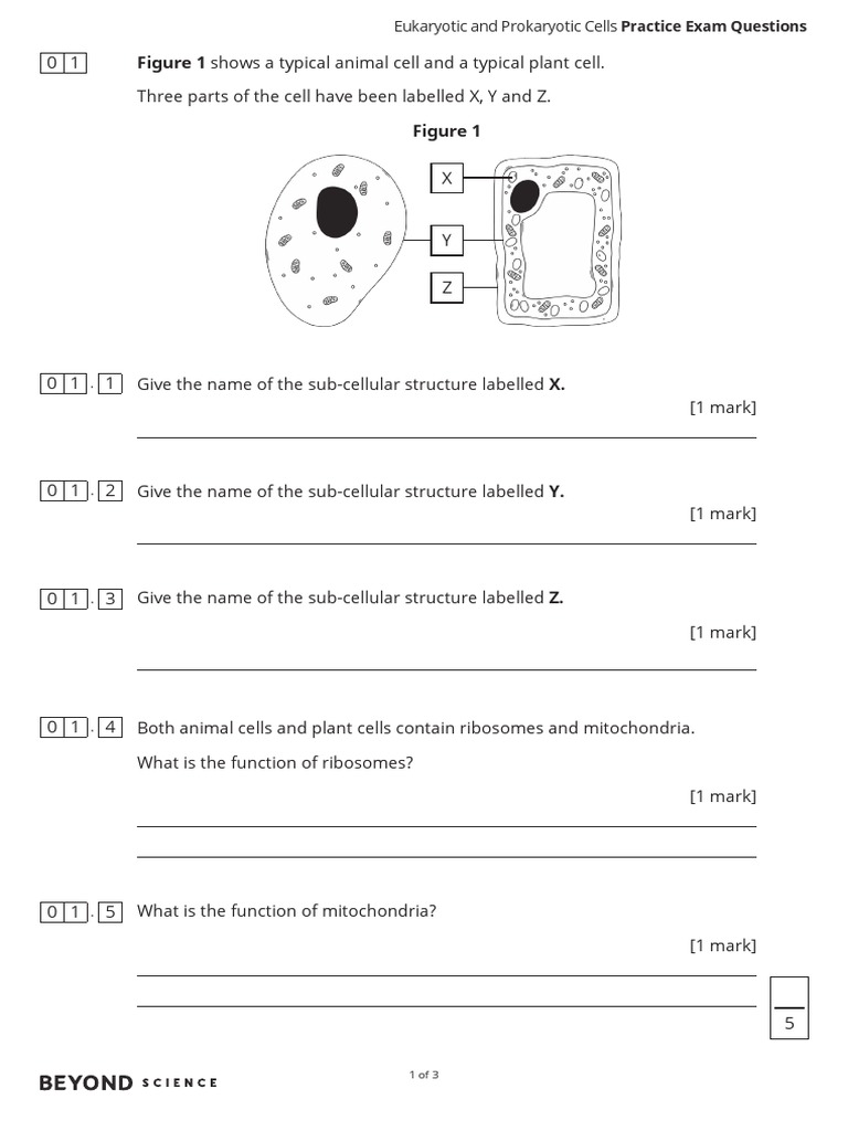 Eukaryotic and Prokaryotic Cells Quiz | PDF | Cell (Biology) | Eukaryotes