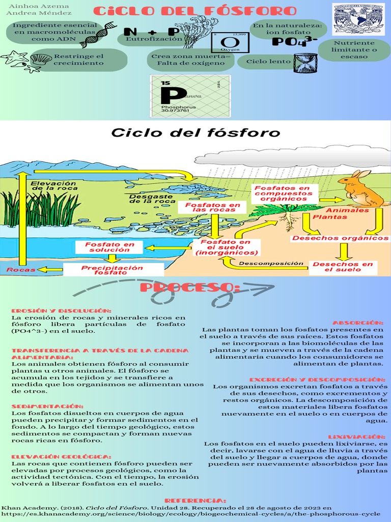 Ciclo Del Fósforo Proceso Y Etapas Pdf Suelo Fosfato