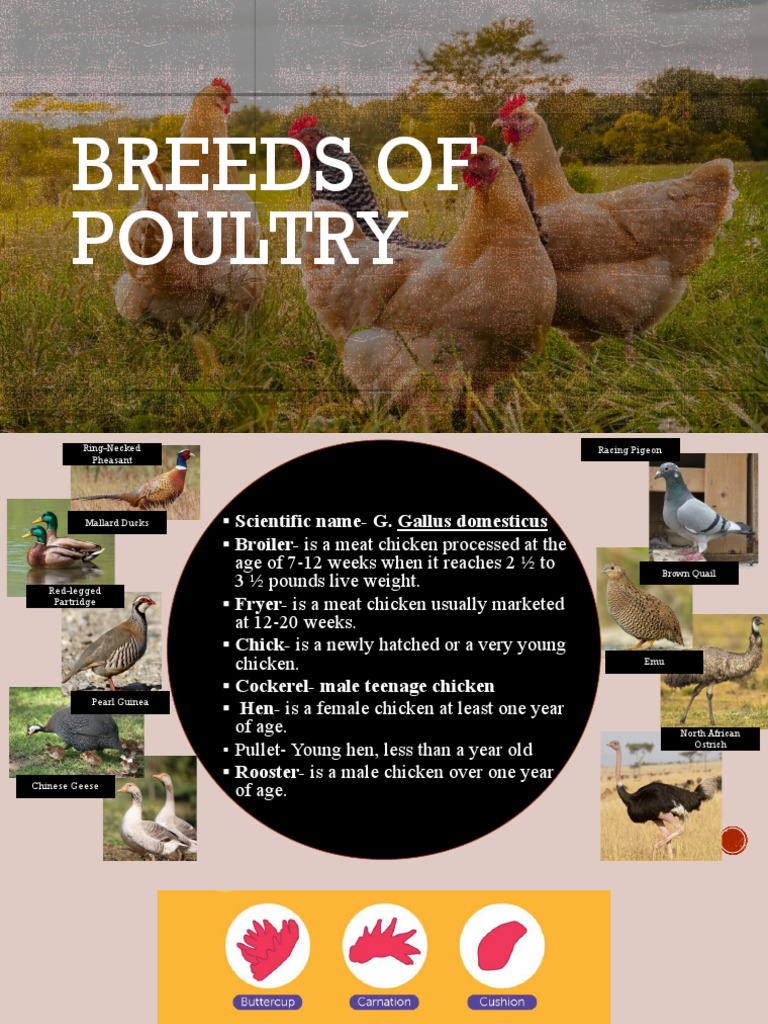 Breeds of Poultry | PDF | Chicken | Aviculture