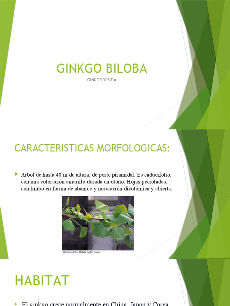 GINKGO BILOBA presentacion diapositivas | PDF