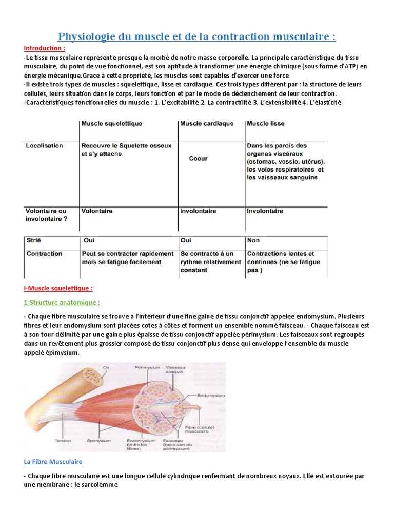 Physiologie Du Muscle Et de La Contraction Musculaire | PDF ...