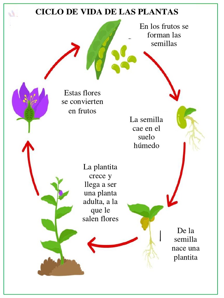 Ciclo de Las Plantas | PDF | Ciencia y matemáticas