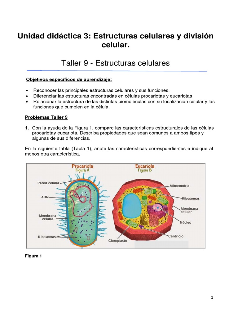 Estructuras y funciones celulares básicas | PDF | Biología Celular ...