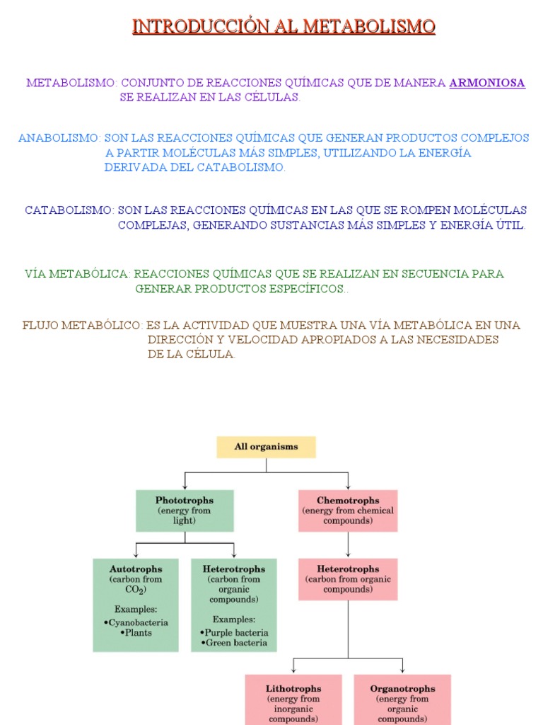 Introduccion Al Metabolismo | PDF