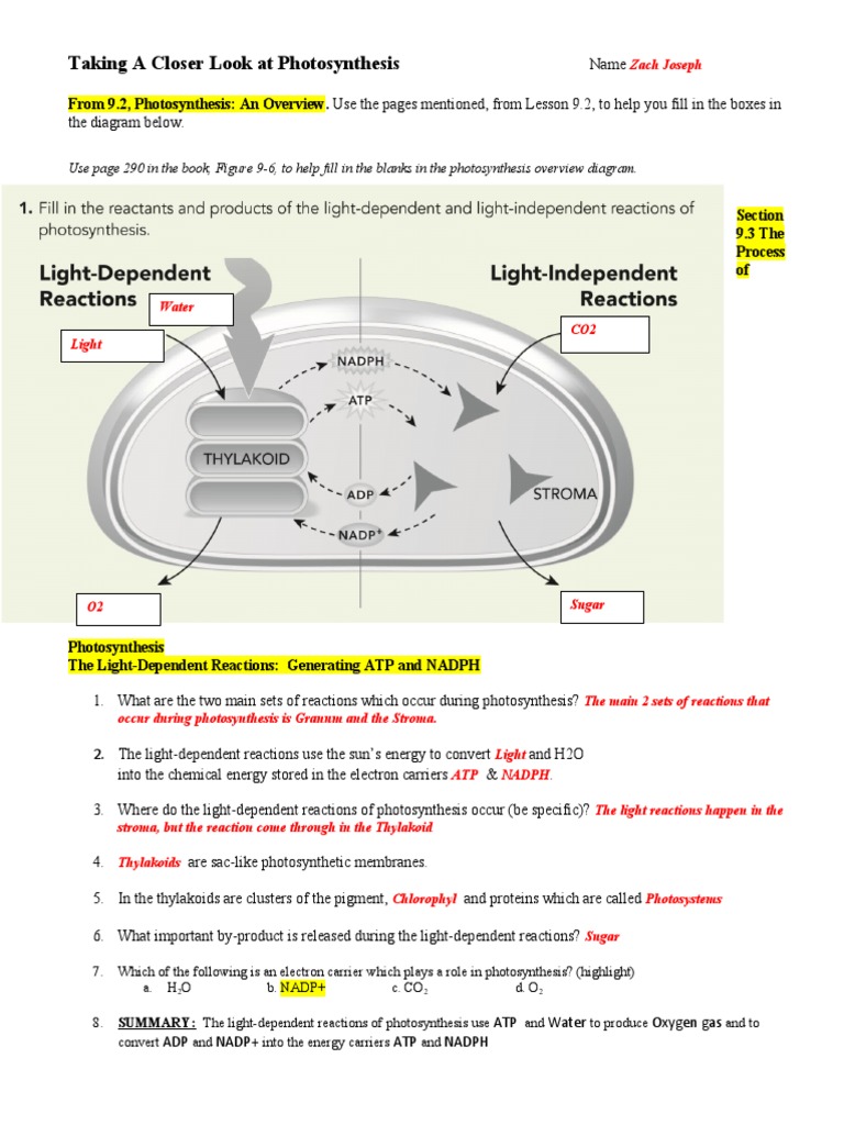 Chapter 9.2 Assignment (For 2022!) | PDF | Photosynthesis | Cell Biology
