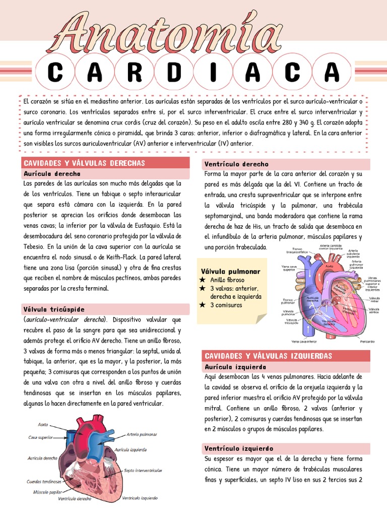 Anatomía Cardiaca | PDF | Corazón | Morfología (biología)