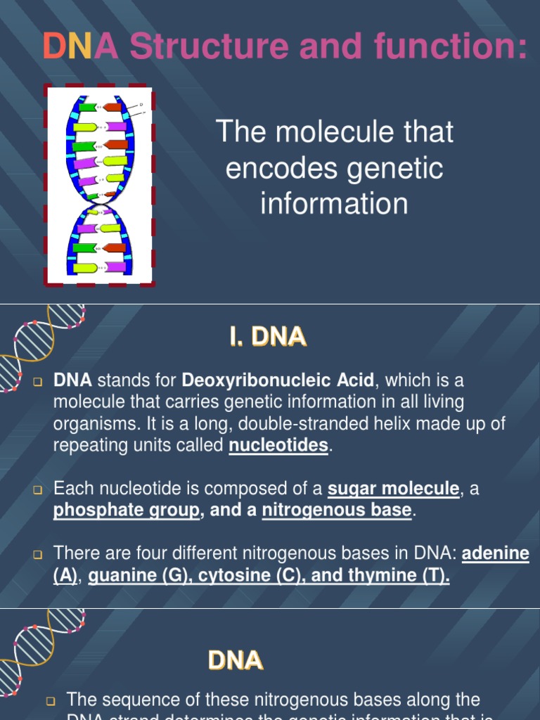 DNA STRUCTURE and FUNCTION | PDF | Dna | Base Pair