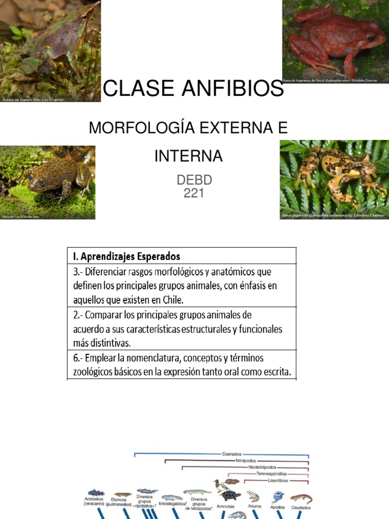 Taxonomía y Morfología de Anfibios | PDF | Ciencias sociales