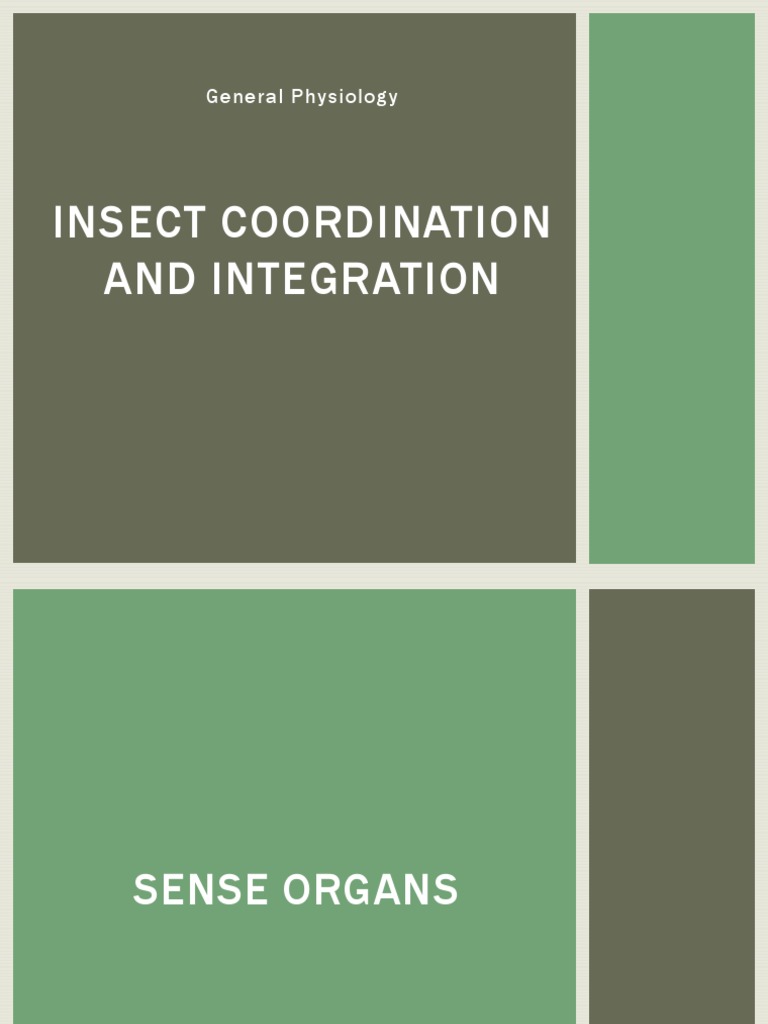 Insect Coordination And Integration Pdf Senses Insects