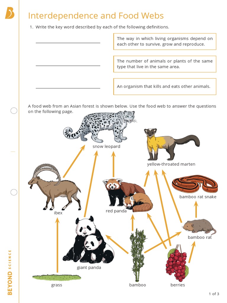 Interdependence and Food Webs | PDF