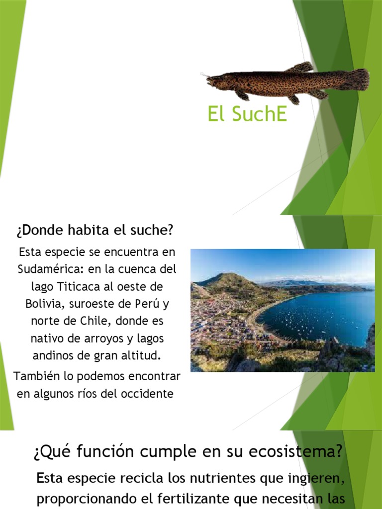 El Suche | PDF