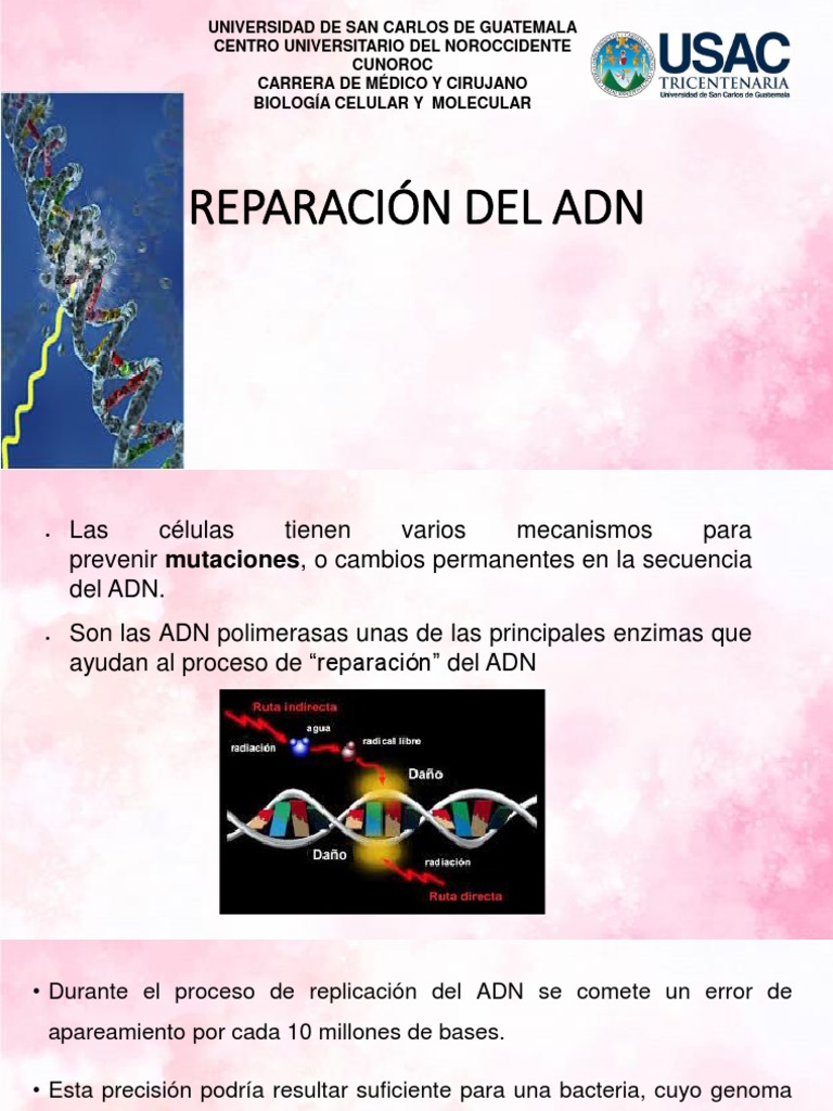 Reparación Del Adn | Descargar gratis PDF | Reparación de adn | Adn