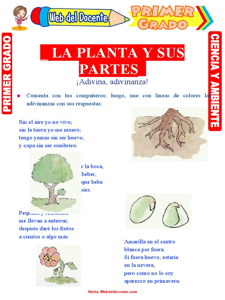 La Planta y Sus Partes para Primer Grado de Primaria | PDF | Plantas