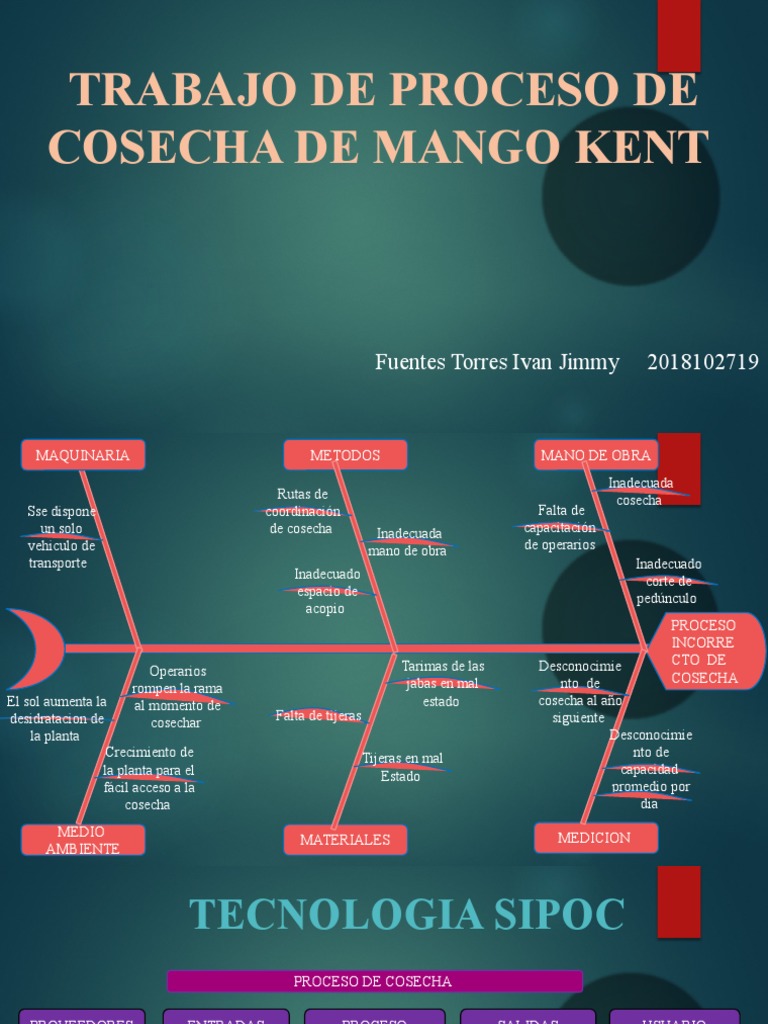Proceso de Cosecha del Mango Kent | PDF | Cosecha | Agricultura