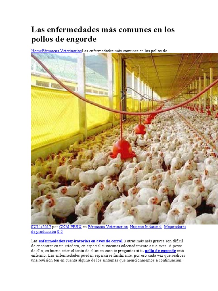 Las Enfermedades Más Comunes en Los Pollos de Engorde | PDF