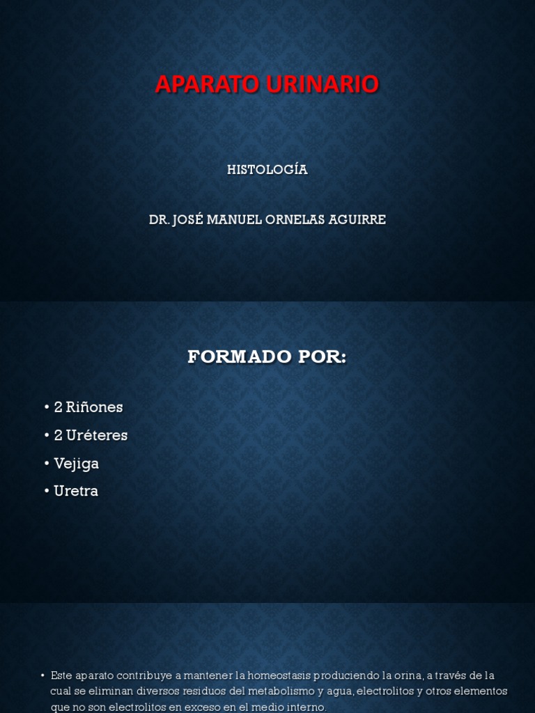 Aparato Urinario | PDF | Riñón | Sistema urinario