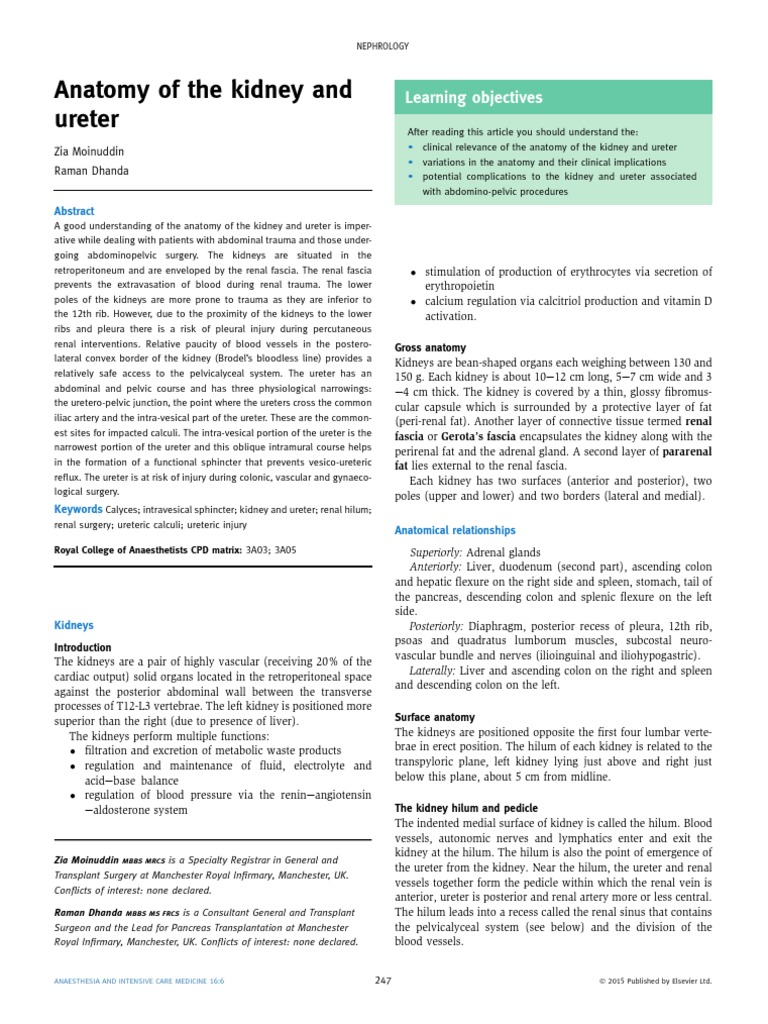 Anatomy of the kidney and ureter | PDF | Kidney | Genitourinary System