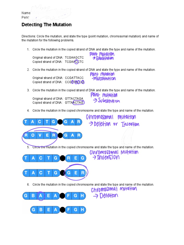 Detecting The Mutation Worksheet | PDF