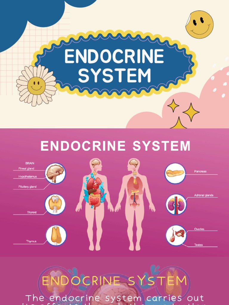 ENDOCRINE System | PDF | Adrenal Gland | Endocrine System