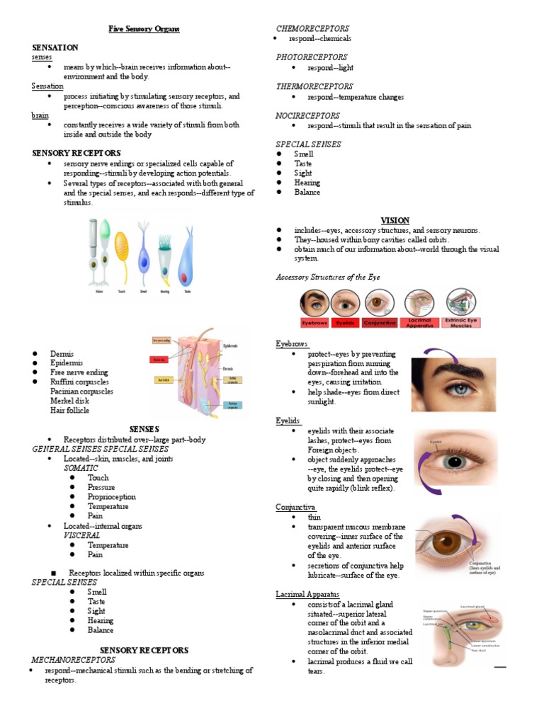 Five Sensory Organs | PDF | Senses | Stimulus (Physiology)