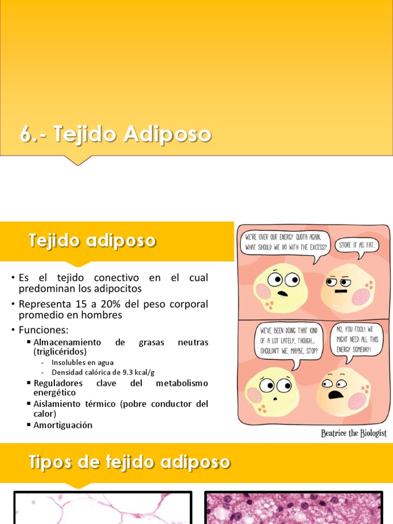 Tejido Adiposo | PDF | Tejido adiposo | Triglicéridos
